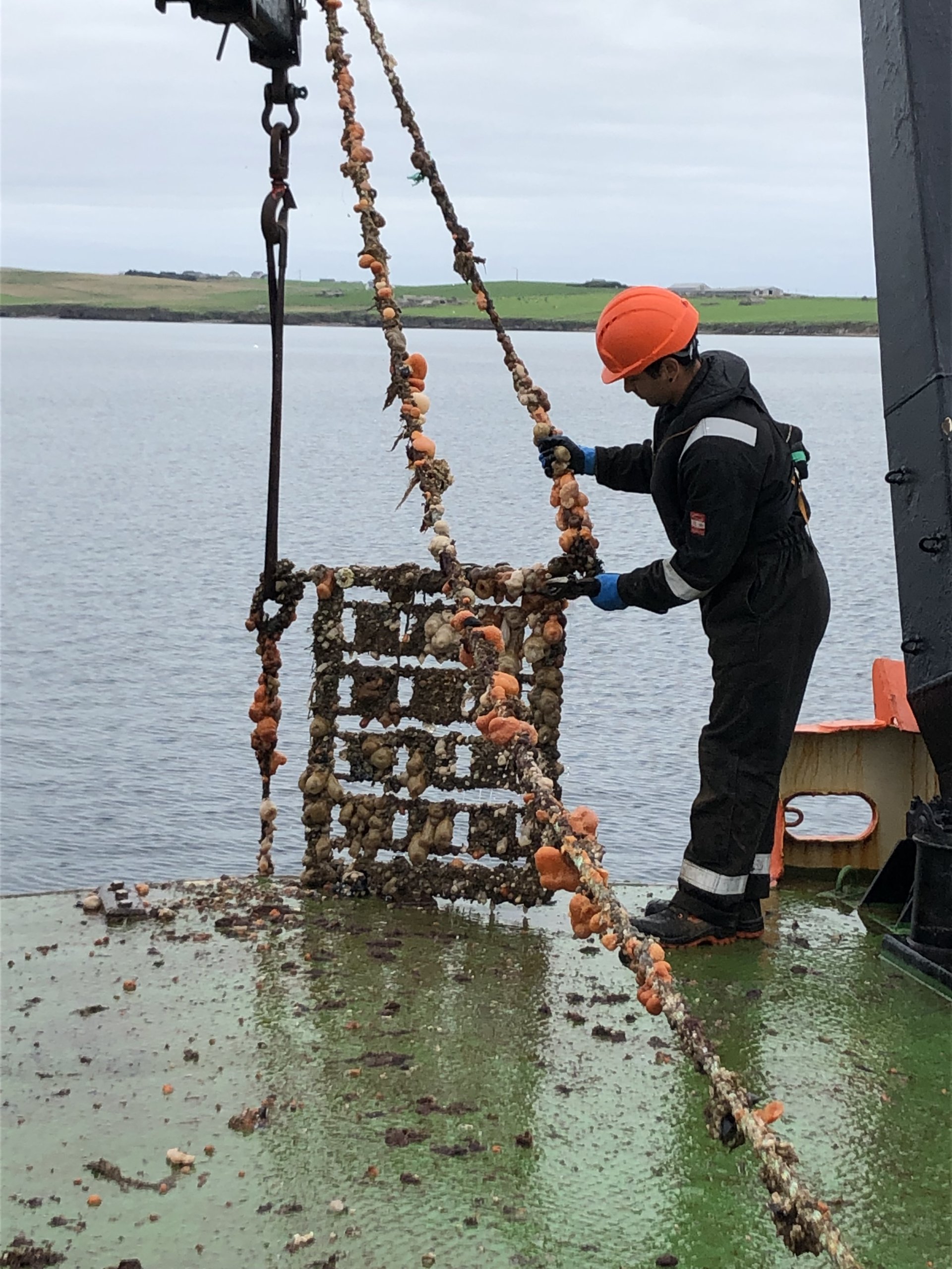 Connectivity of Hard Substrate Assemblages in the North Sea (CHASANS ...