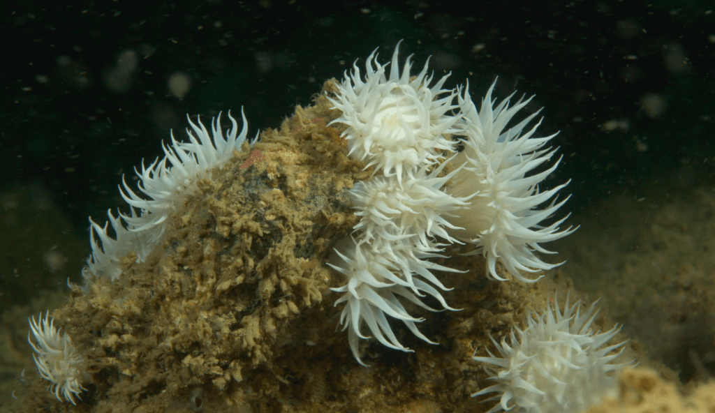 INSITE focuses on North Sea biodiversity for first in webinar series ...